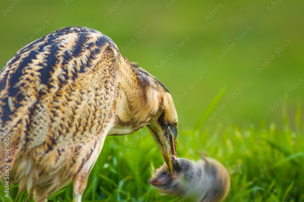 Bittern and its hunt mouse. Bird: Eurasian Bittern. Botaurus stellaris ...