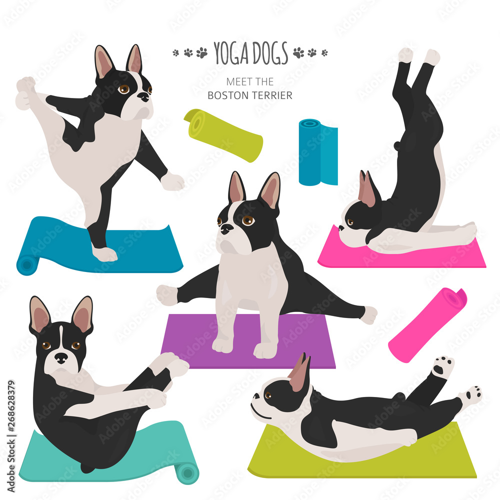 Yoga dogs poses and exercises. French bulldog clipart Stock Vector ...