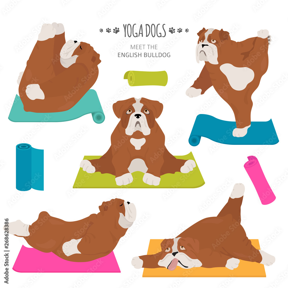 Yoga dogs poses and exercises. English bulldog clipart. Vector ...