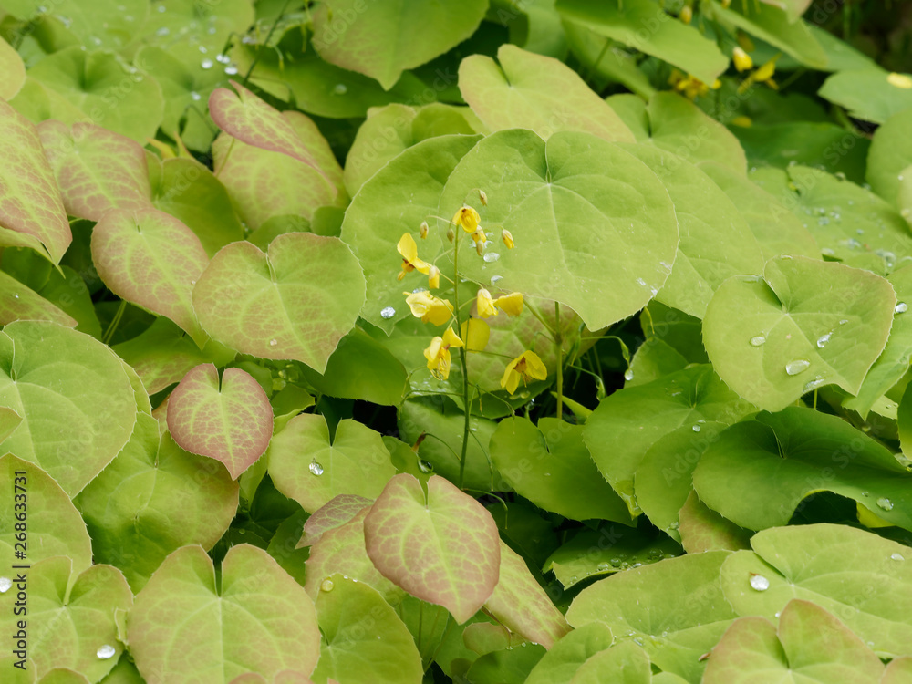 Epimedium - Fleur des Elfes ou Epidème Stock Photo | Adobe Stock