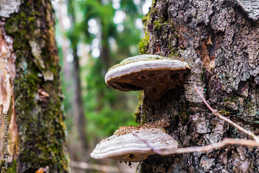 An old stump, infected by fungal plant pathogen - Polypore fungus. This ...