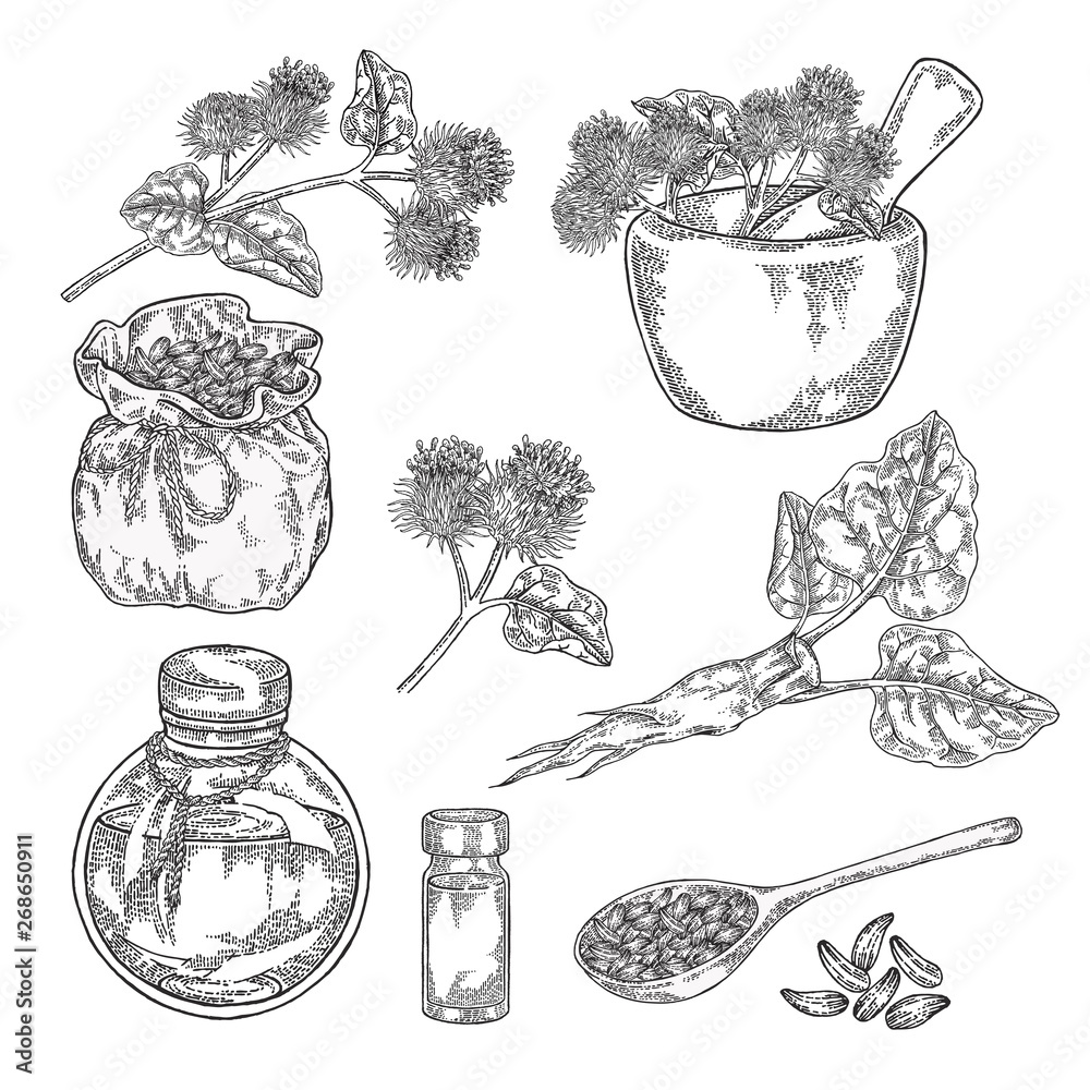 Burdock Plant Drawing