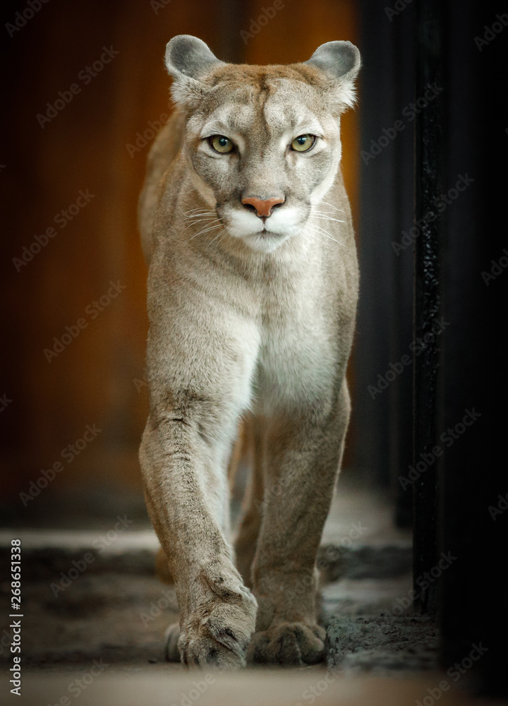 puma Stock Photo | Adobe Stock