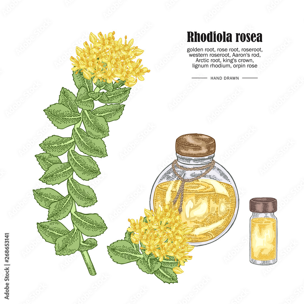 Rhodiola rosea branch and glass bottle isolated on white background ...