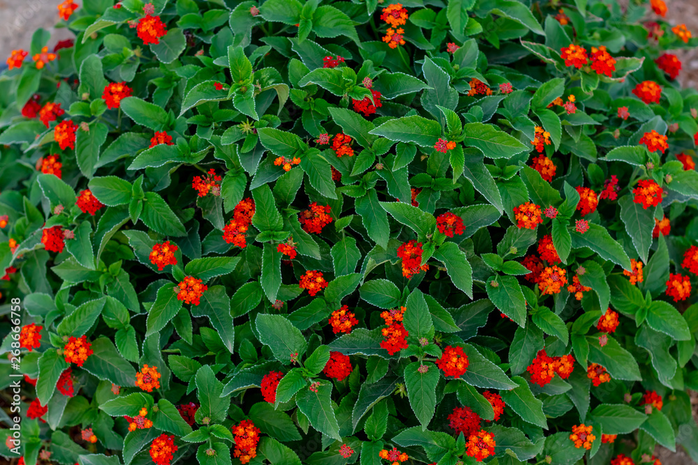 Very Beautiful Red color small flowers with green leaves bunch Stock ...