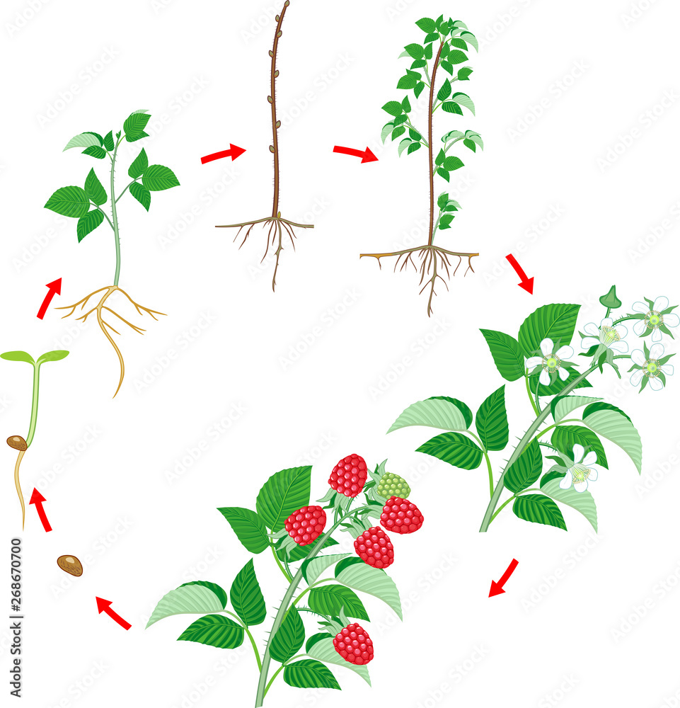Two year life cycle of raspberry isolated on white background. Growth ...