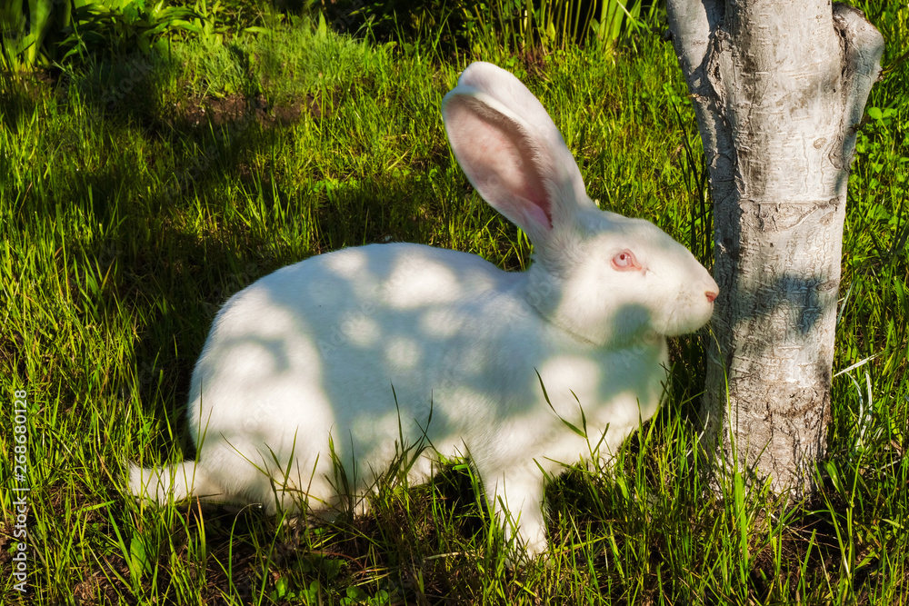 Giant White Rabbit