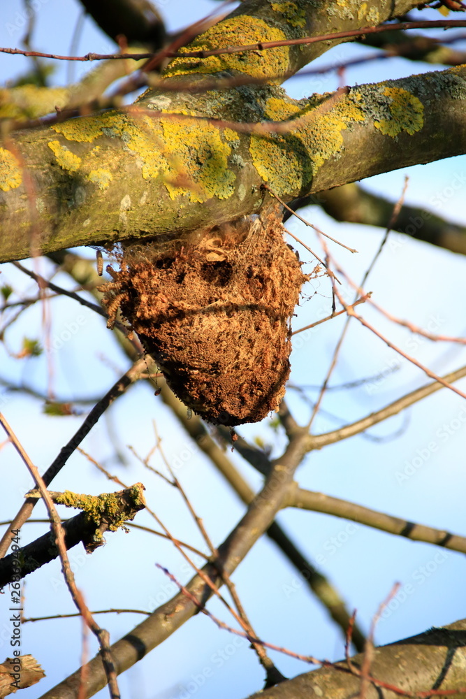 Nest von Eichenprozessionsspinner an einer Eiche Stock Photo | Adobe Stock