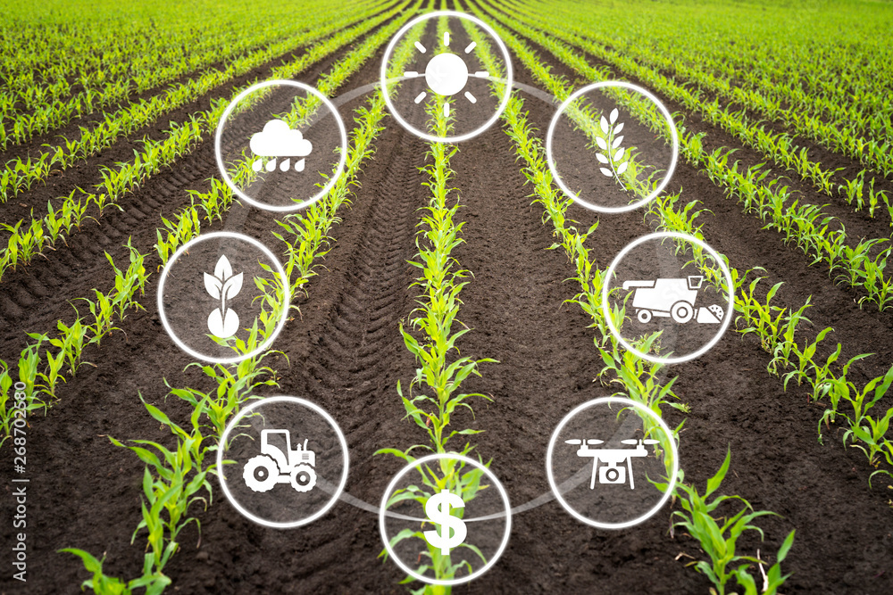 Smart efficient way of growing crops in agriculture. Cultivated field ...