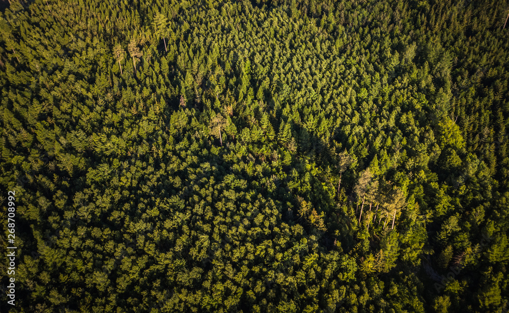 Aerial top view of coniferous green trees in a forest in Swiss Alps ...
