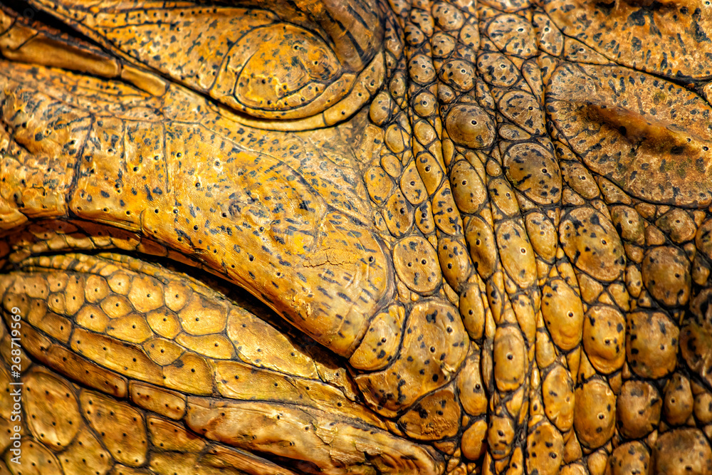 Closed up of crocodile's skin. It is a shell from above the Nile ...