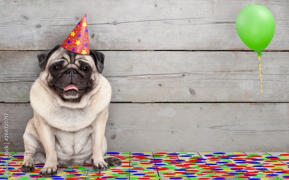 frolic smiling birthday party pug dog, with confetti and balloon ...