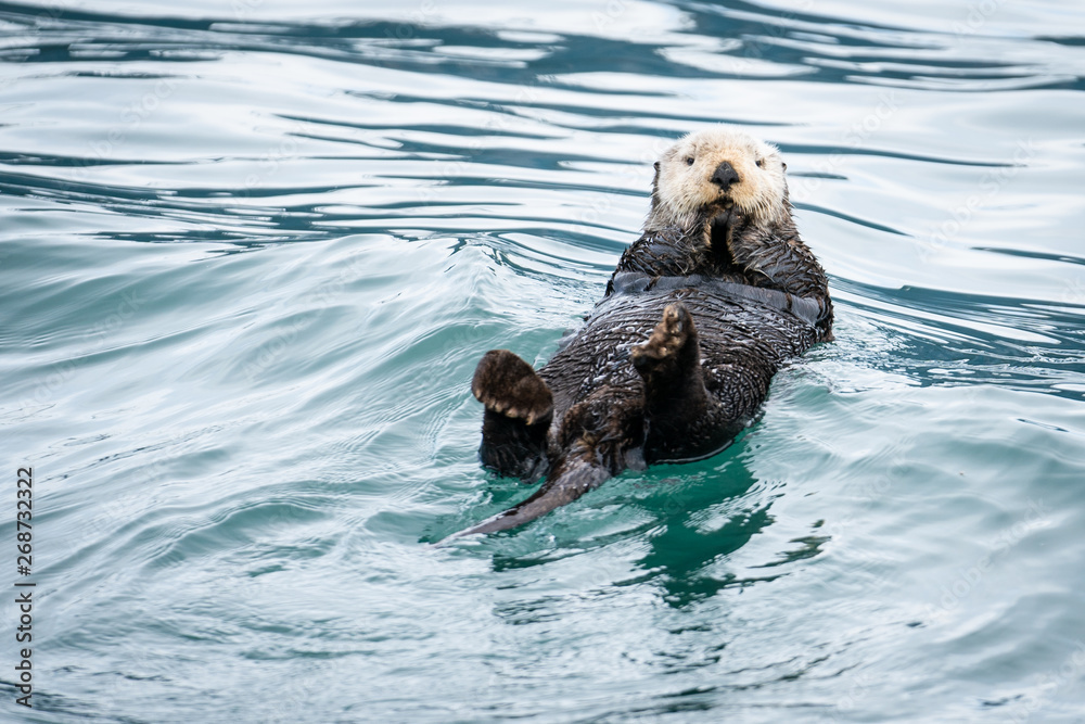 Alaska Sea Otter Stock Photo | Adobe Stock