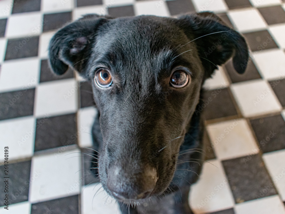 Cute and playful black dog labrador closeup face showing nose and eyes ...