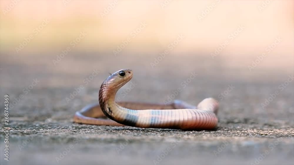 A medium-sized cobra with a thin body compared to other cobras. Though ...