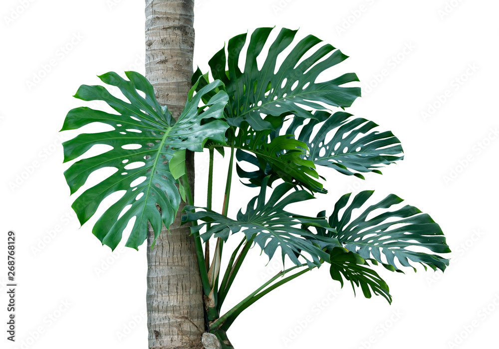 Tropical rainforest green Monstera jungle tree growing with coconut ...