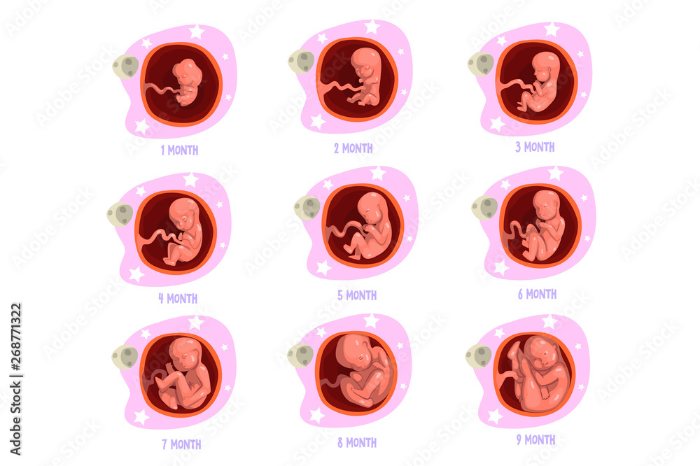 Process of pregnancy from 1st to 9th months. Fetal development. Baby ...