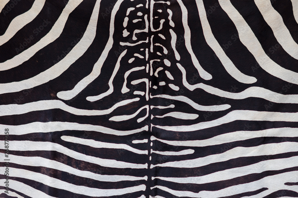 A real zebra skin on a wall of course and not cleaned centered with the ...