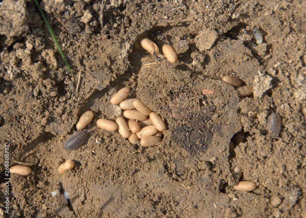 oeufs de fourmis au stade de larves et de cocons Stock 写真 | Adobe Stock