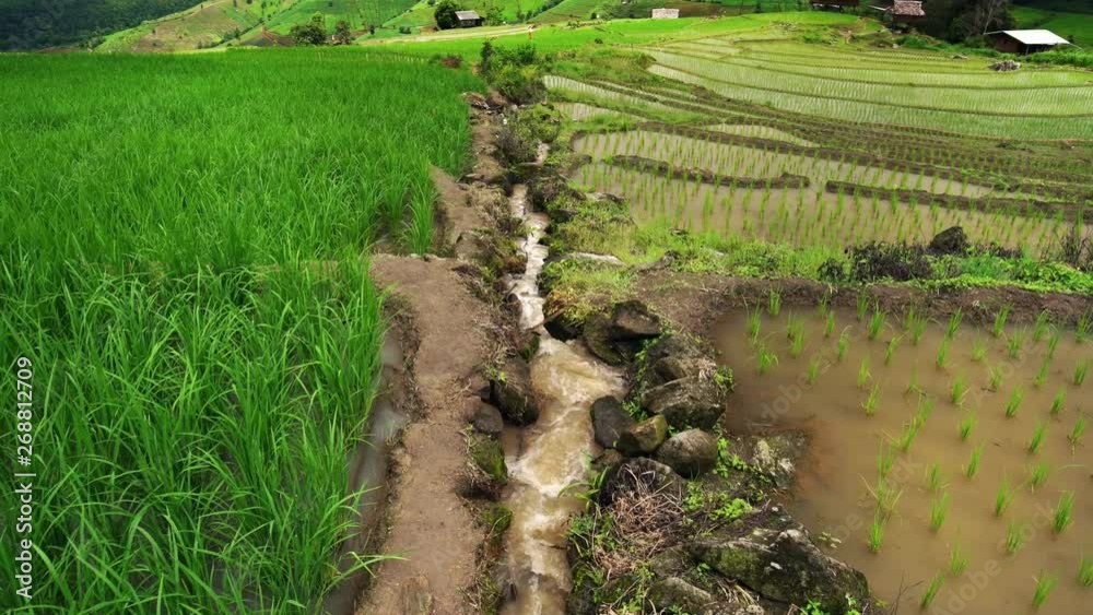 Video „Rice terrace seedlings and growth in the field and water flowing ...