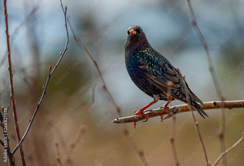 Starlings (lat. Sturnus) is a genus of songbirds from the starling ...