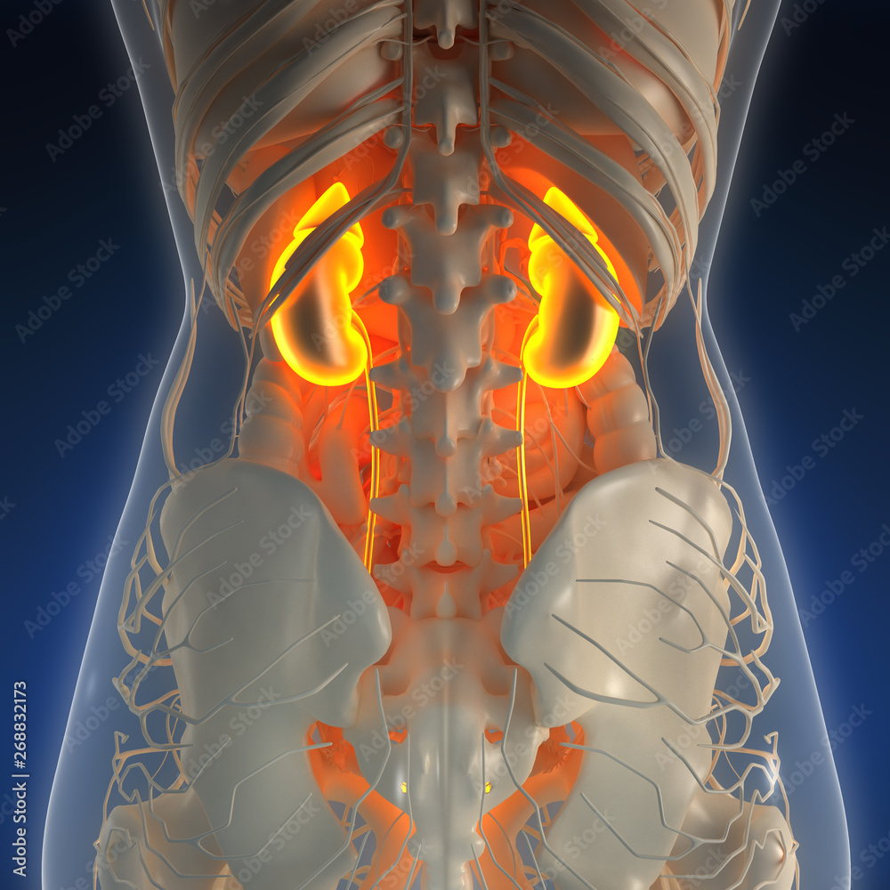 science anatomy of human body in x-ray with glow kidneys Stock ...