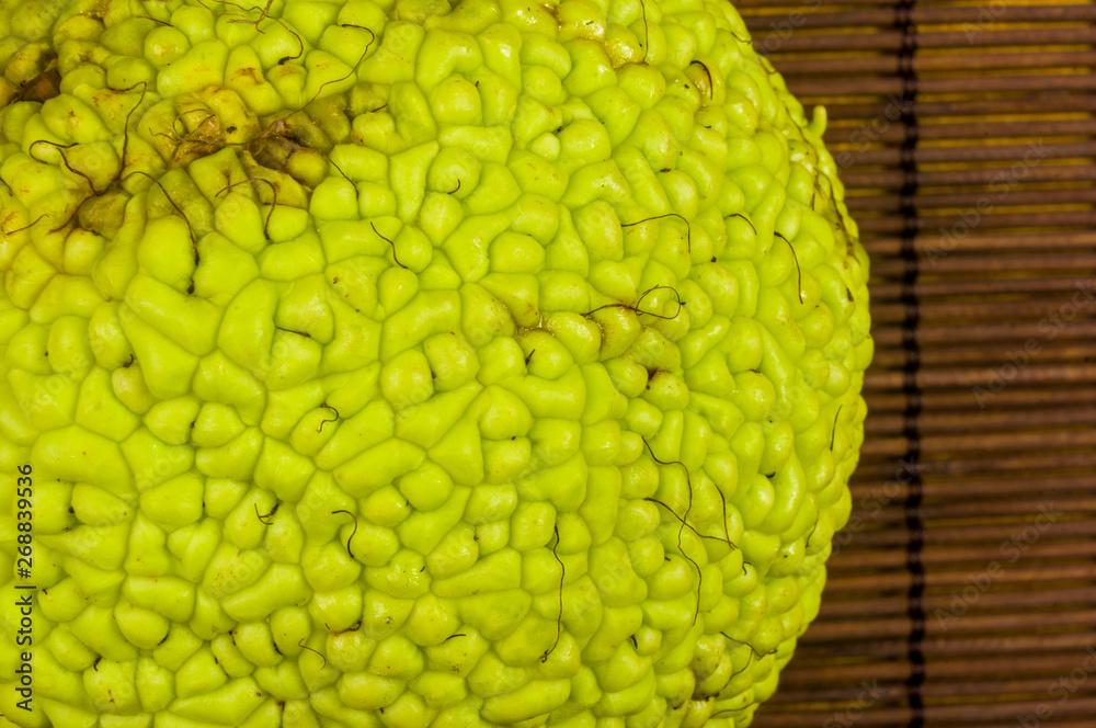 Green fruit of maclura pomifera, osage orange, horse apple, adam apple ...