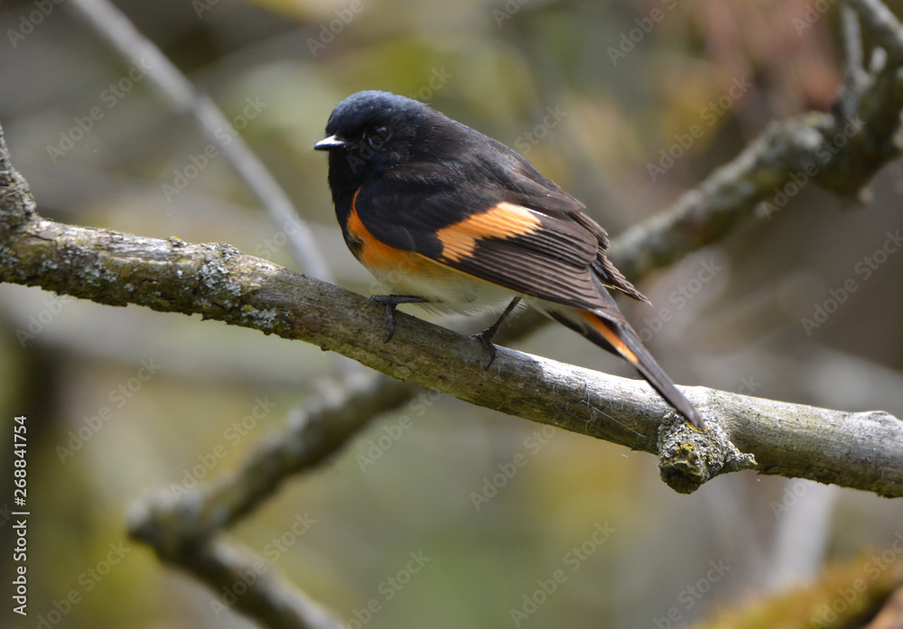 American Redstart Warbler