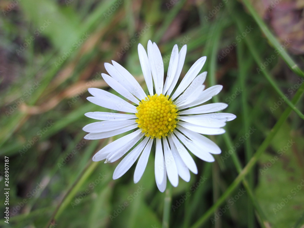 Leucanthemum vulgare (commonly known as the ox-eye daisy, oxeye daisy ...