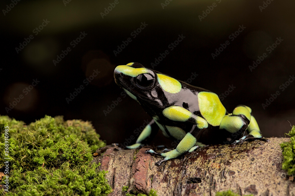Poison dart frog,Dendrobates auratus from the Amazon rain forest in ...