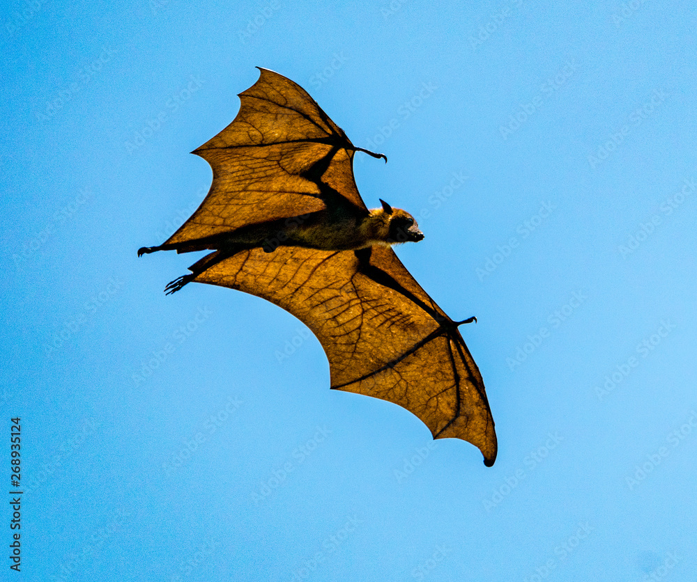 Large Bat Flies During Day Showing Translucent Wings in Sri Lanka Stock ...
