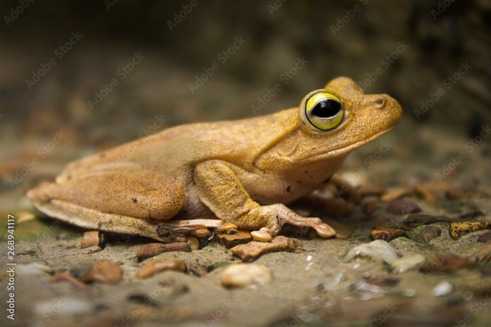 Rana Colombiana Stock Photo | Adobe Stock
