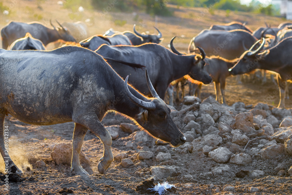 Blurred wallpaper (buffalo flocks) that live together, many of which ...