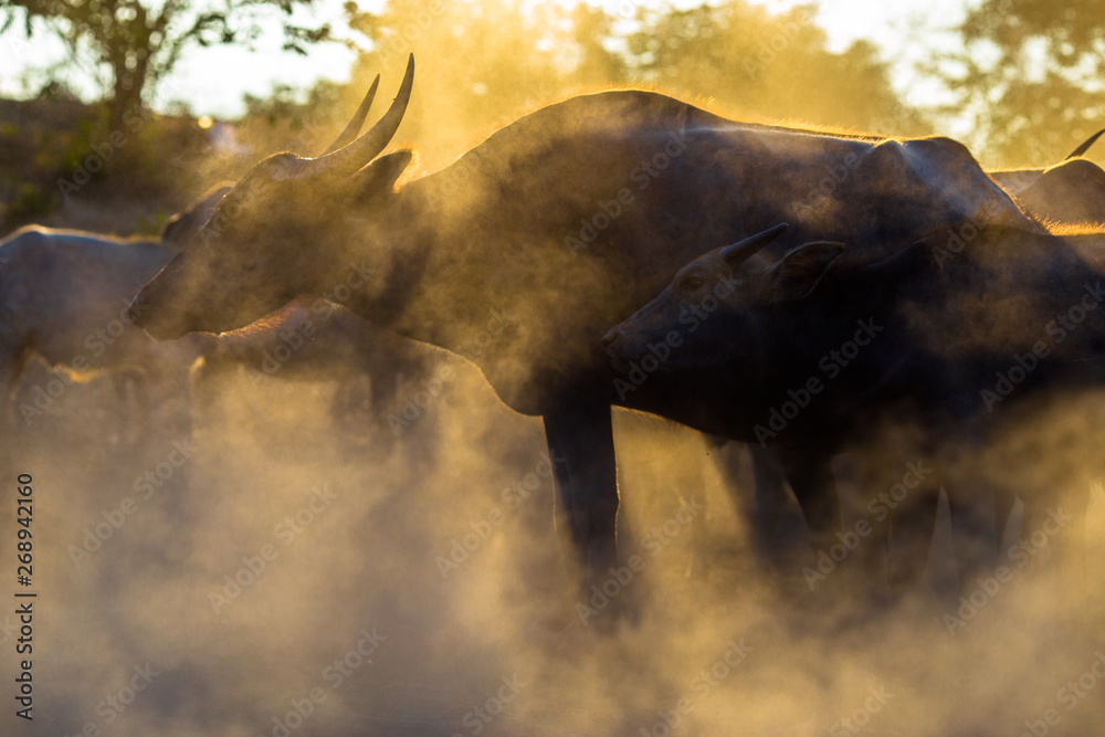 Blurred wallpaper (buffalo flocks) that live together, many of which ...