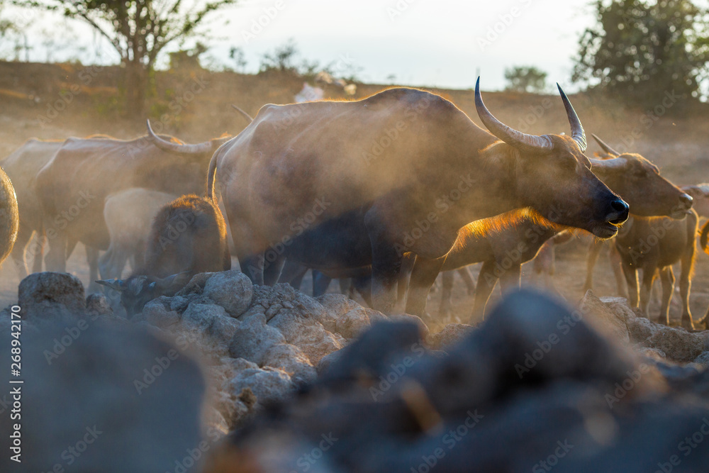 Blurred wallpaper (buffalo flocks) that live together, many of which ...