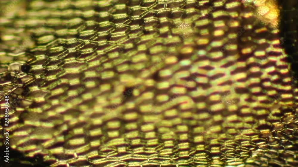 Polarization microscopy reveals a mosaic of plant cell walls in a moss ...