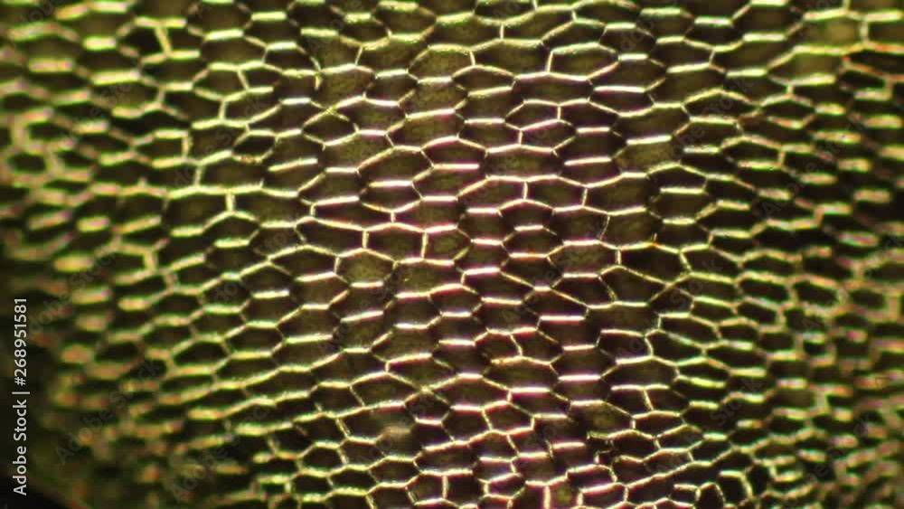 Polarization microscopy reveals a mosaic of plant cell walls in a moss ...