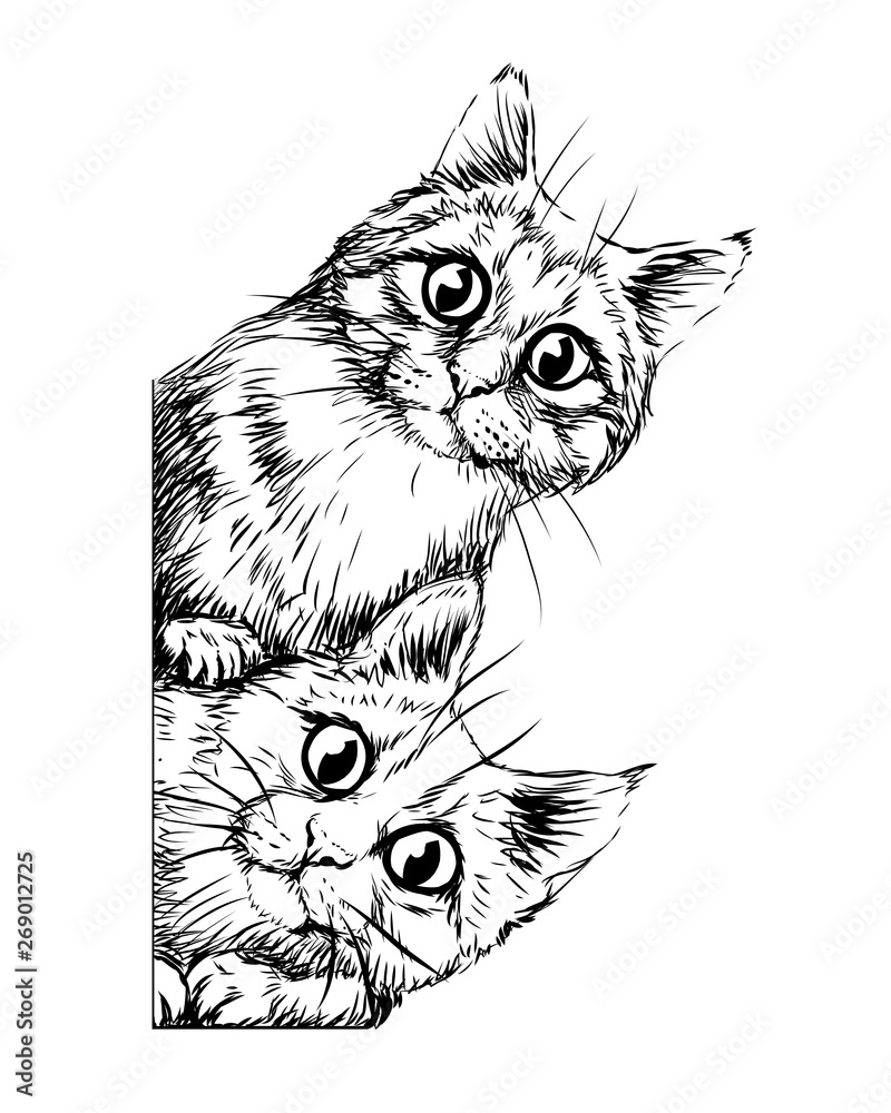 Two Cats Drawing