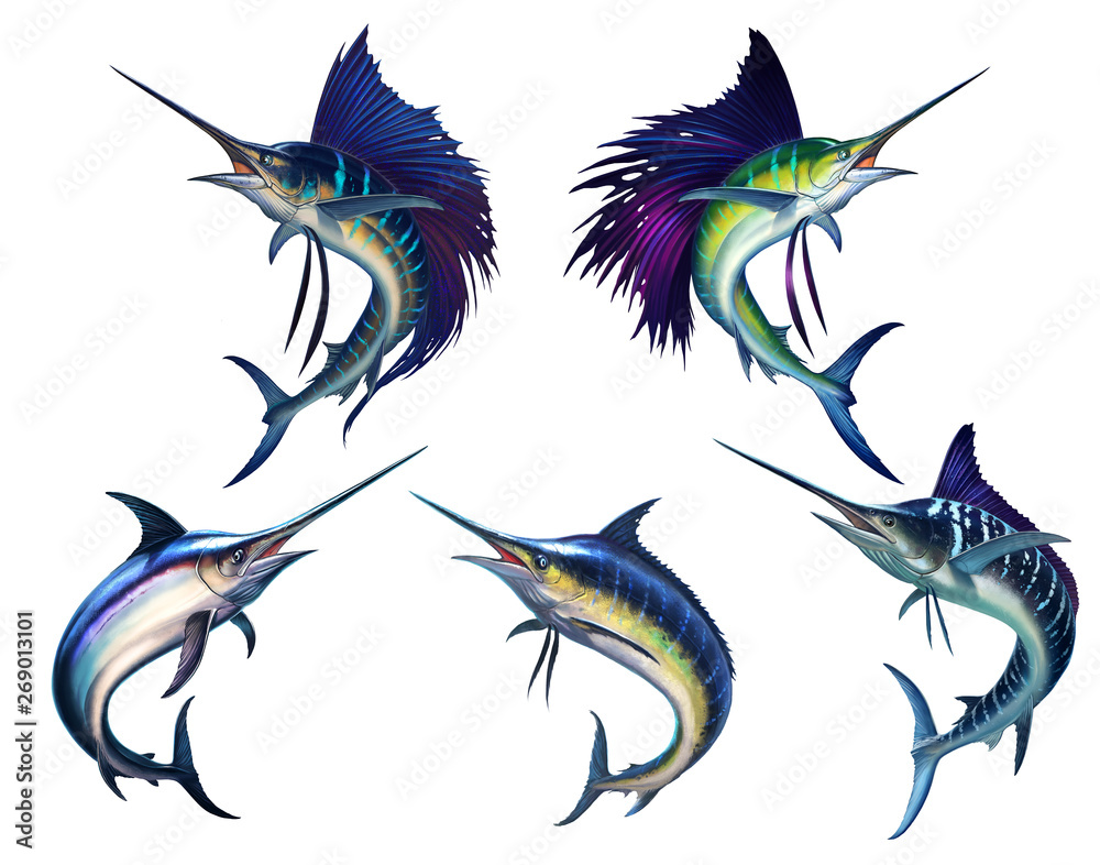 Sailfish fish on white. Striped big marlin. Sports fishing in the open ...