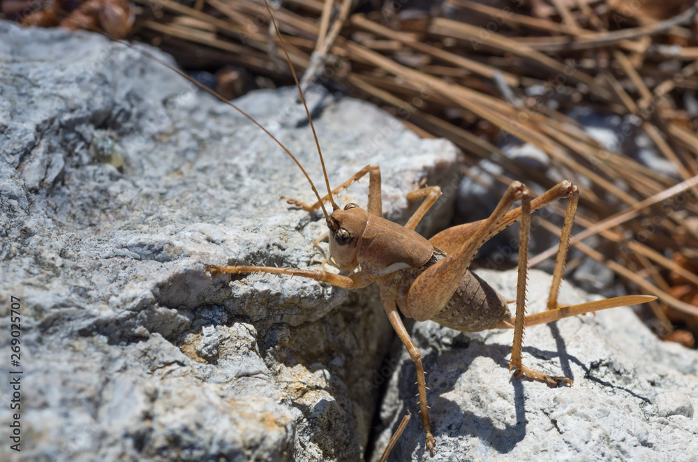 Brown Grasshopper With Stinger