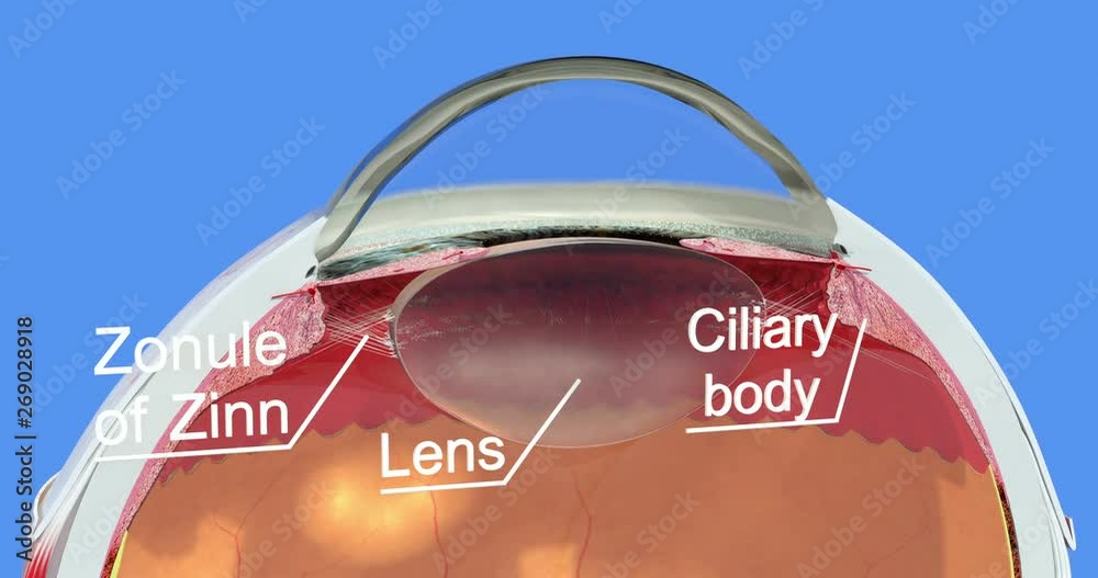 Anatomy of the human eye. Part 2. Accurate, highly detailed and ...