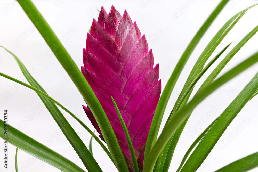 Tillandsia cyanea - Pink Quill, air plant close-up Stock Photo | Adobe ...