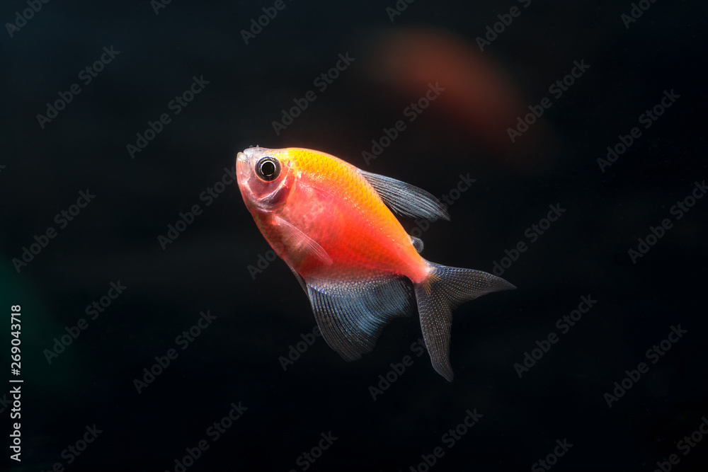 Tetra Fish Colors