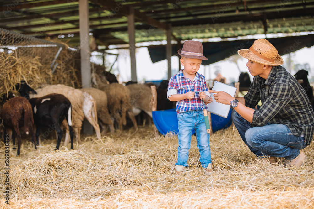 father and son in sheep farm; Farmers take care and feed the animals on ...
