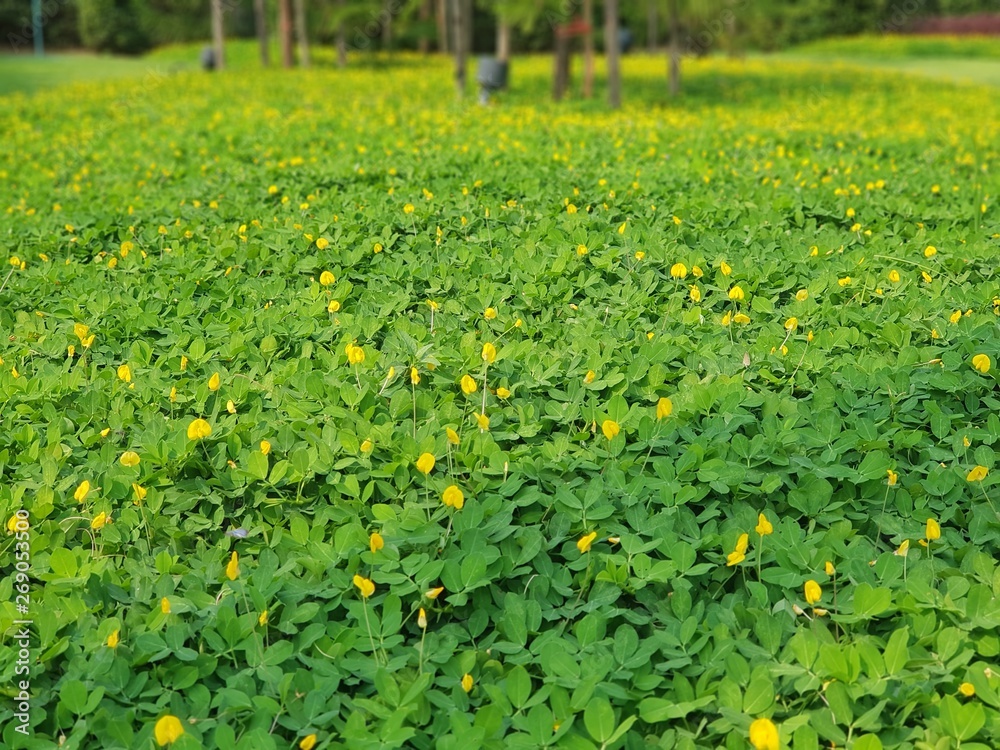 Pinto Peanut Stock Photo | Adobe Stock