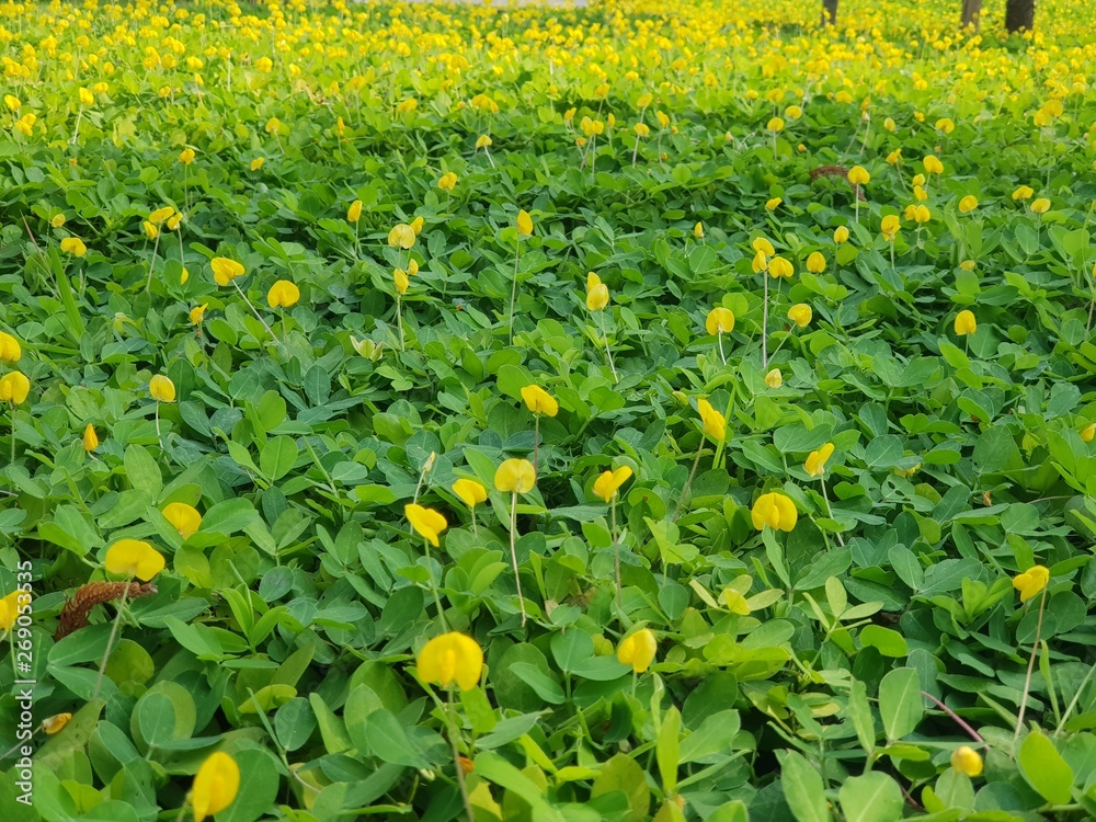 Pinto Peanut Stock Photo | Adobe Stock