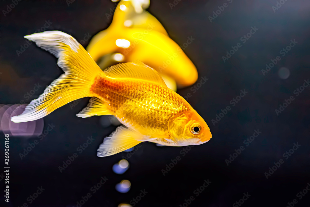 金魚（ゴールデンコメット） Stock Photo | Adobe Stock