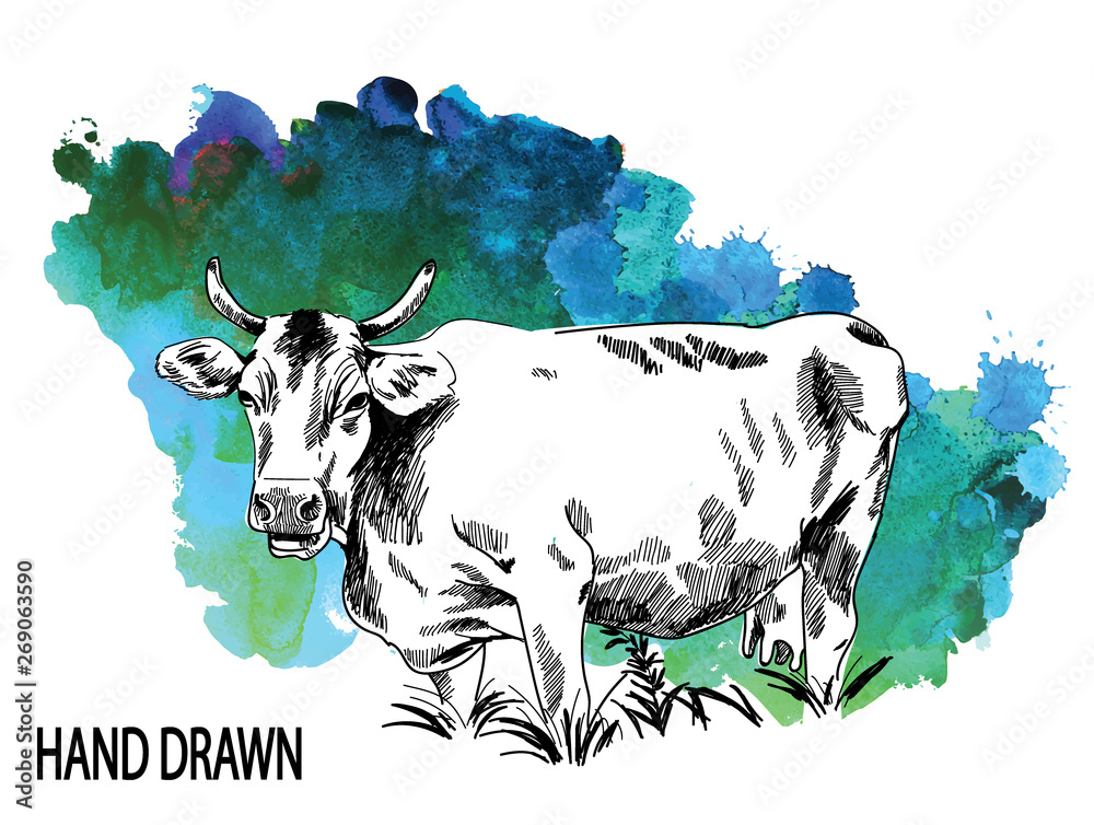 Big young bull. Cow. Drawing by hand in vintage style. Children's ...