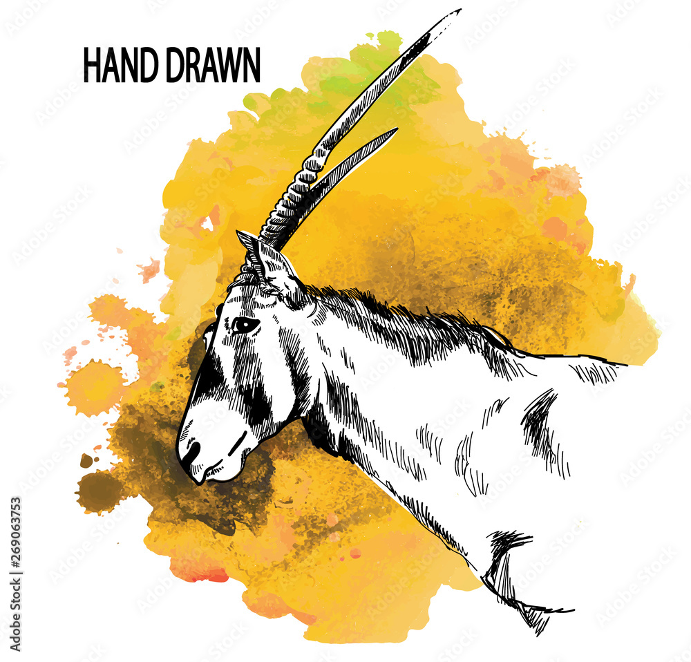Oryx Head Drawing