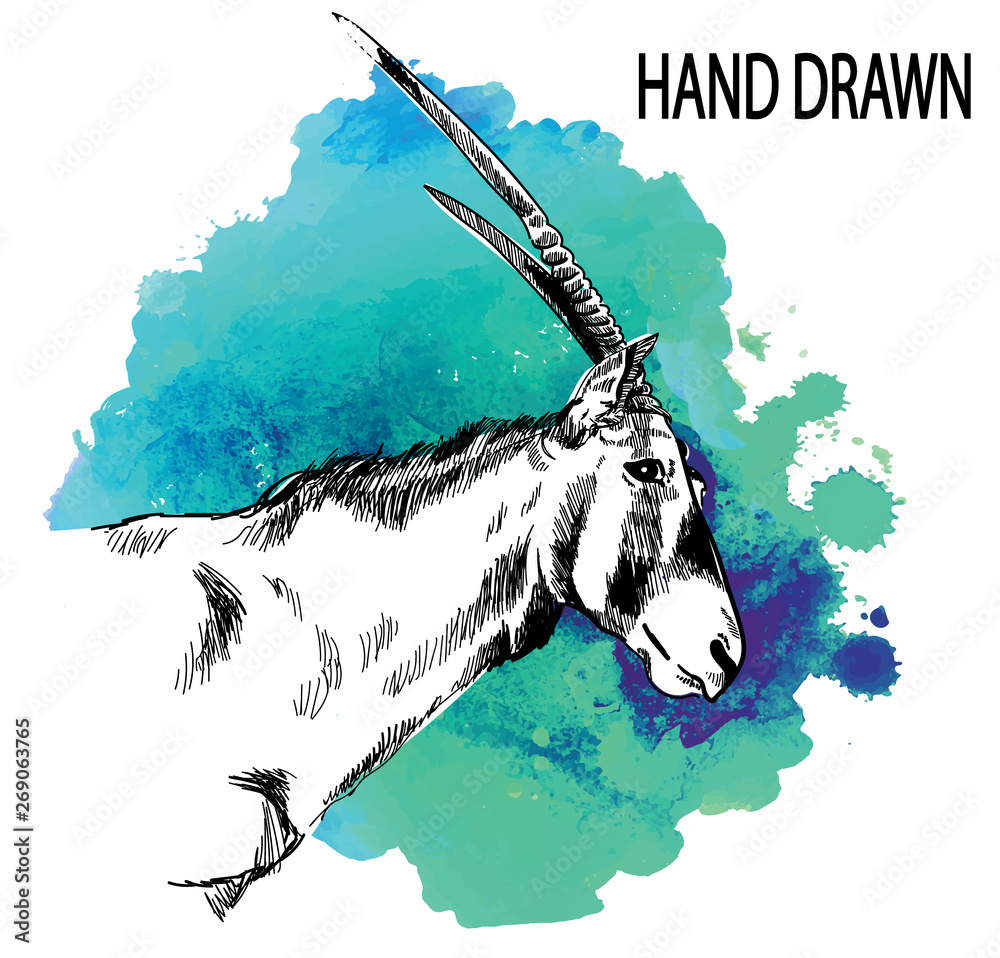 Oryx Head Drawing